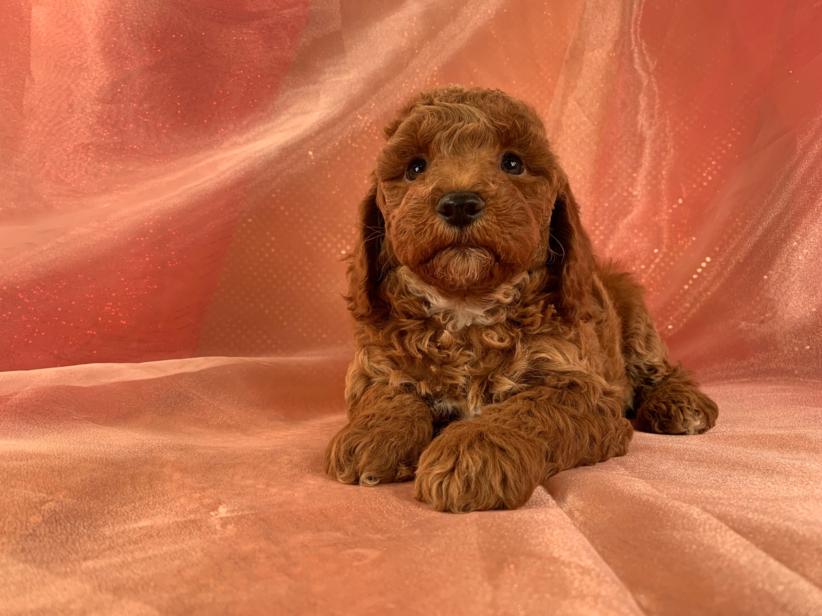 Dark Red Mega Coat Mini Schnoodle Puppies for Sale, Iowa Breeders