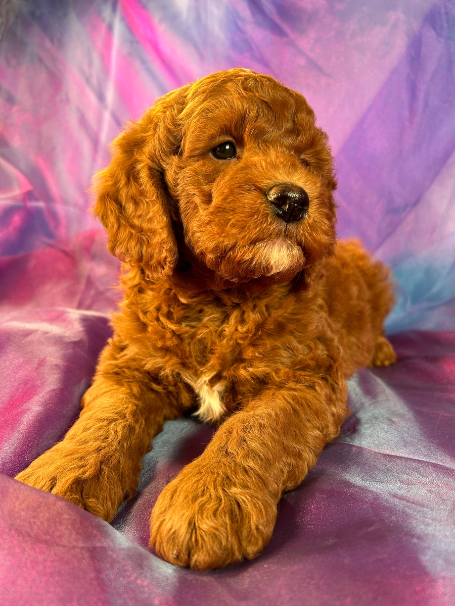 Dark Red F1b Bernedoodle Puppies for Sale, Mini's!