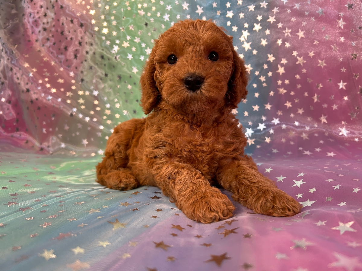 Schnoodle Puppies for Sale | Schnoodle Breeder in Iowa