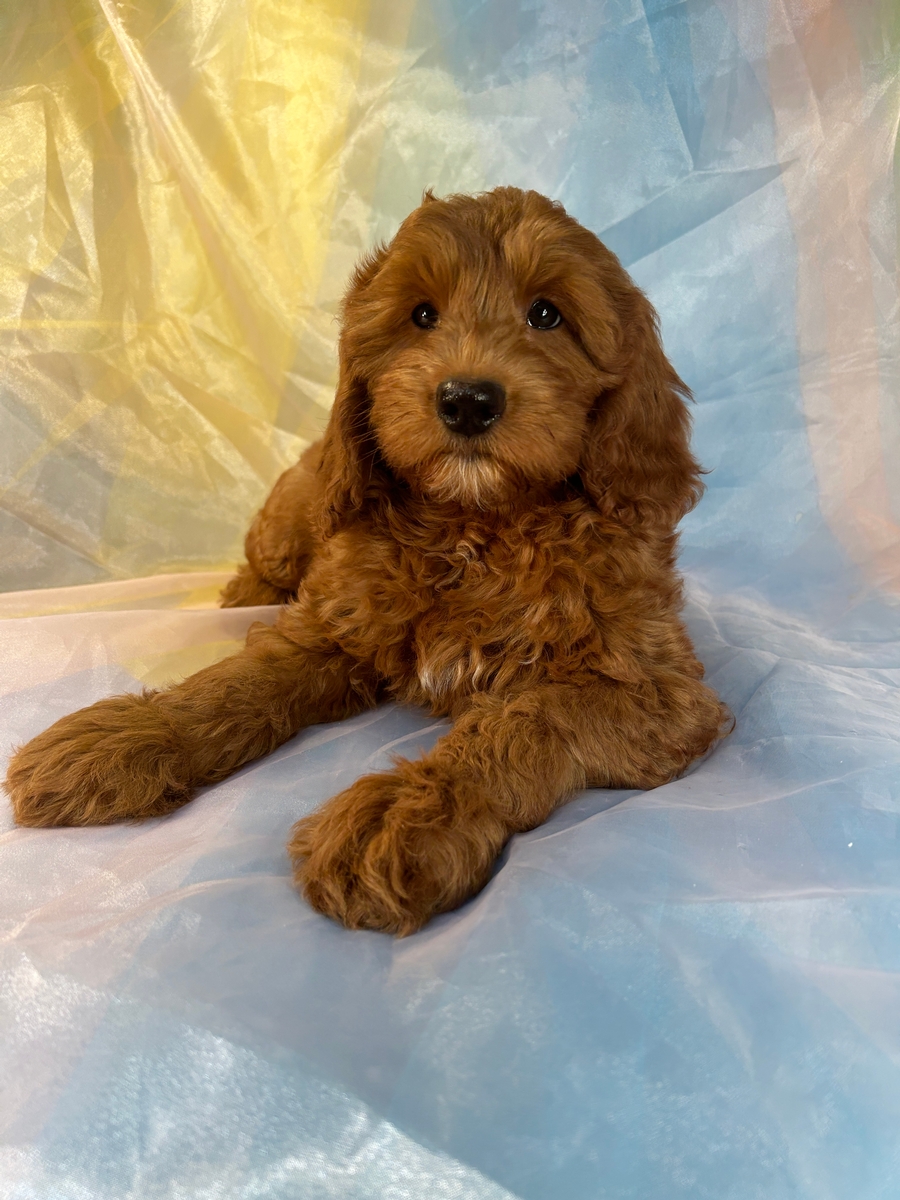 Dark Red Female Miniature Bernedoodle Puppies Available