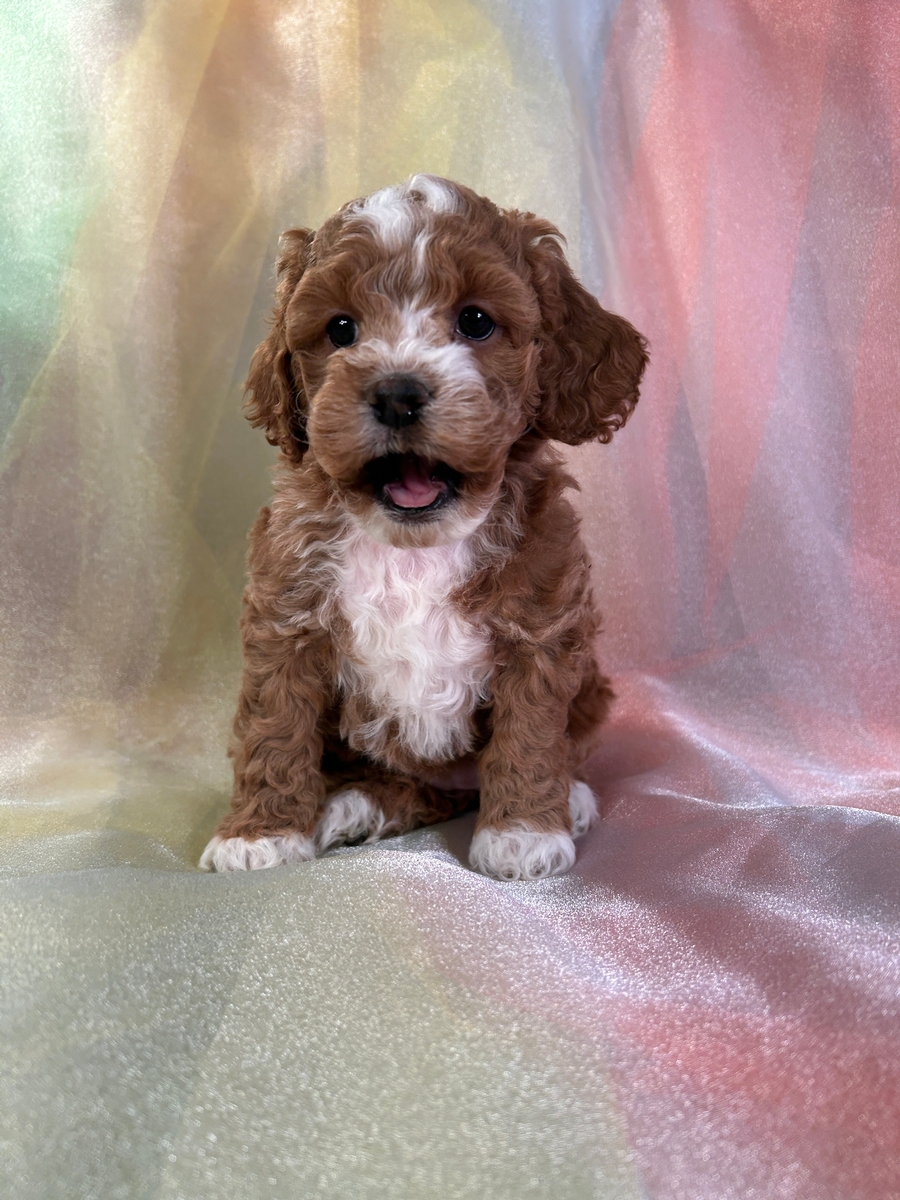 Professionally Bred Cockapoos, Red F1 Puppies with White Available!