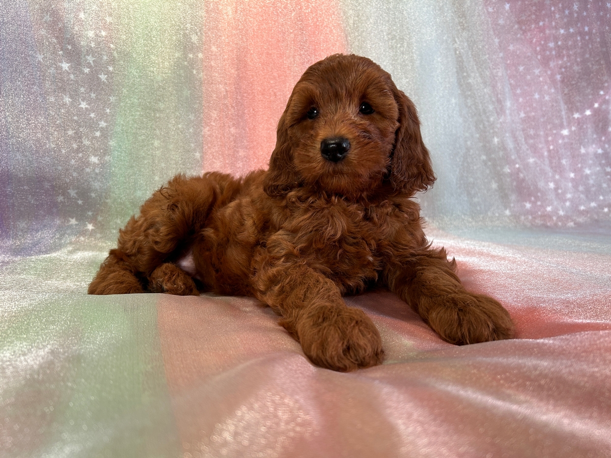 F1b Mini Bernedoodles for Sale, Iowa Puppies!