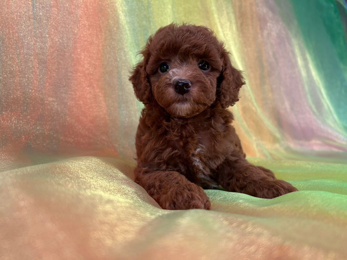 Miniature Bernedoodle - Purebred Pups