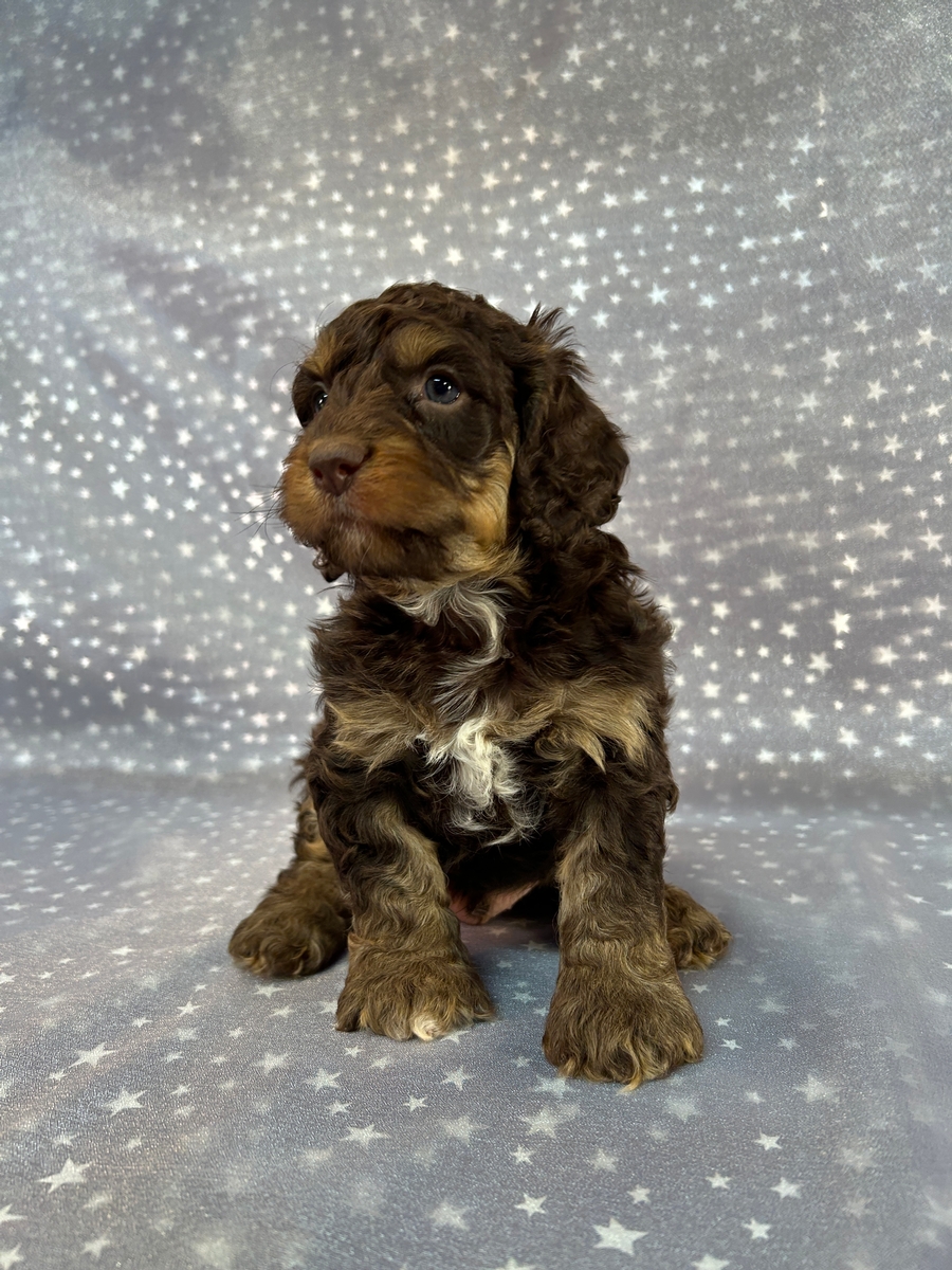 F1 Male Chocolate and Tan Cockapoo with White Markings, Iowa and Minnesota