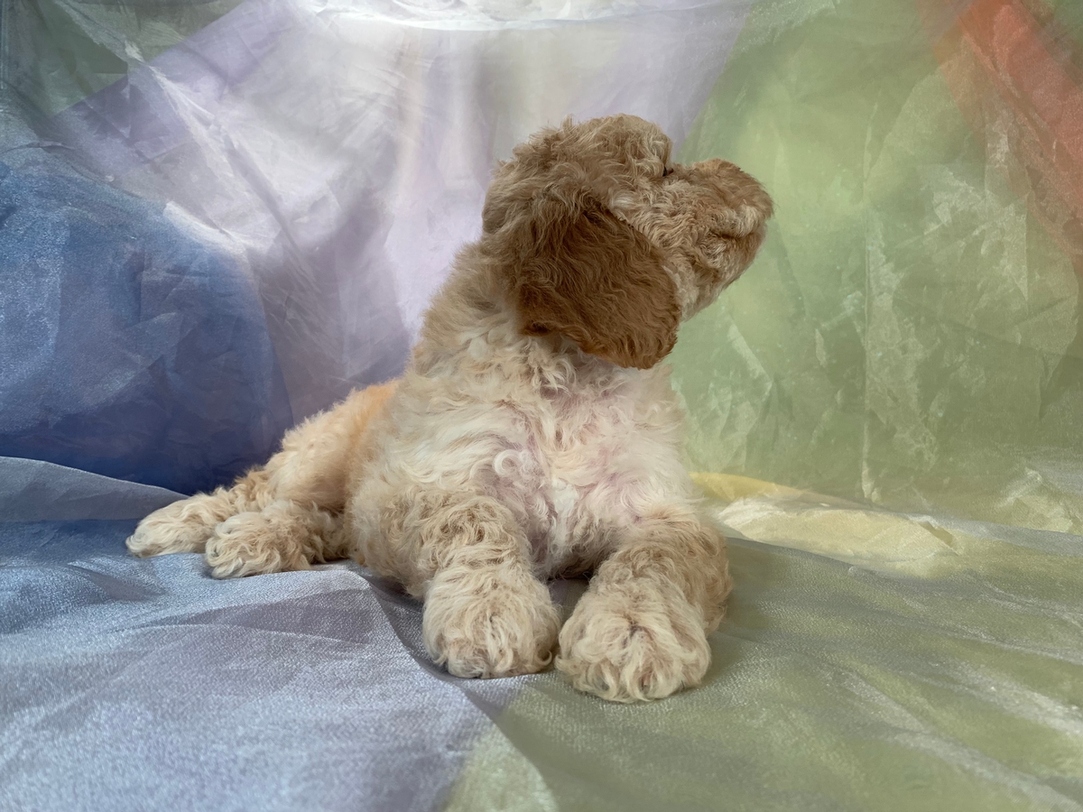 Female Buff Cockapoos For Sale, Iowa's Best Cockapoo Breeder