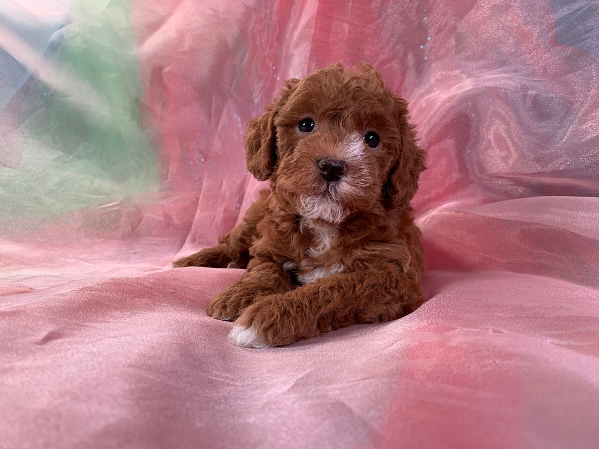 Dark Red Female Schnoodle Puppies for Sale in Iowa $1200