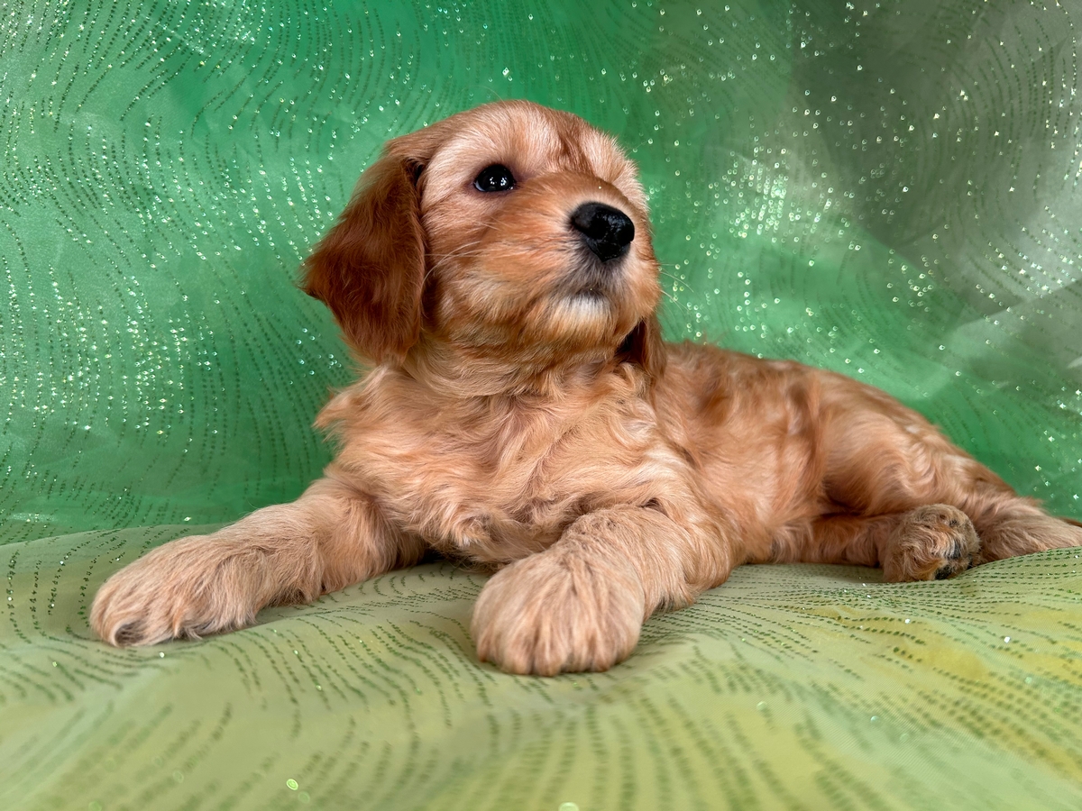 Iowa's Top Mini Goldendoodle Breeders! Puppies Available Now!