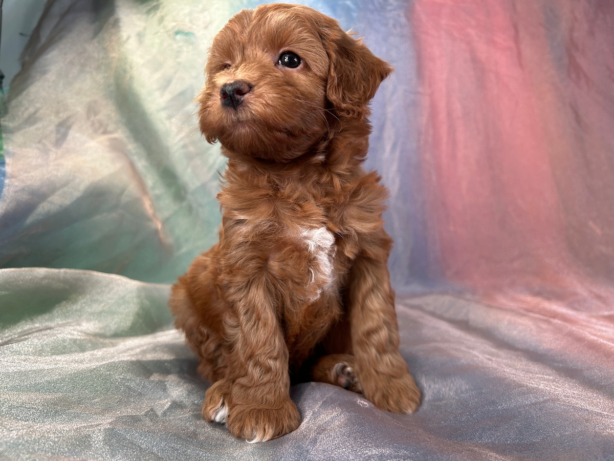 Professionally Bred Schnoodle Puppies in Iowa!