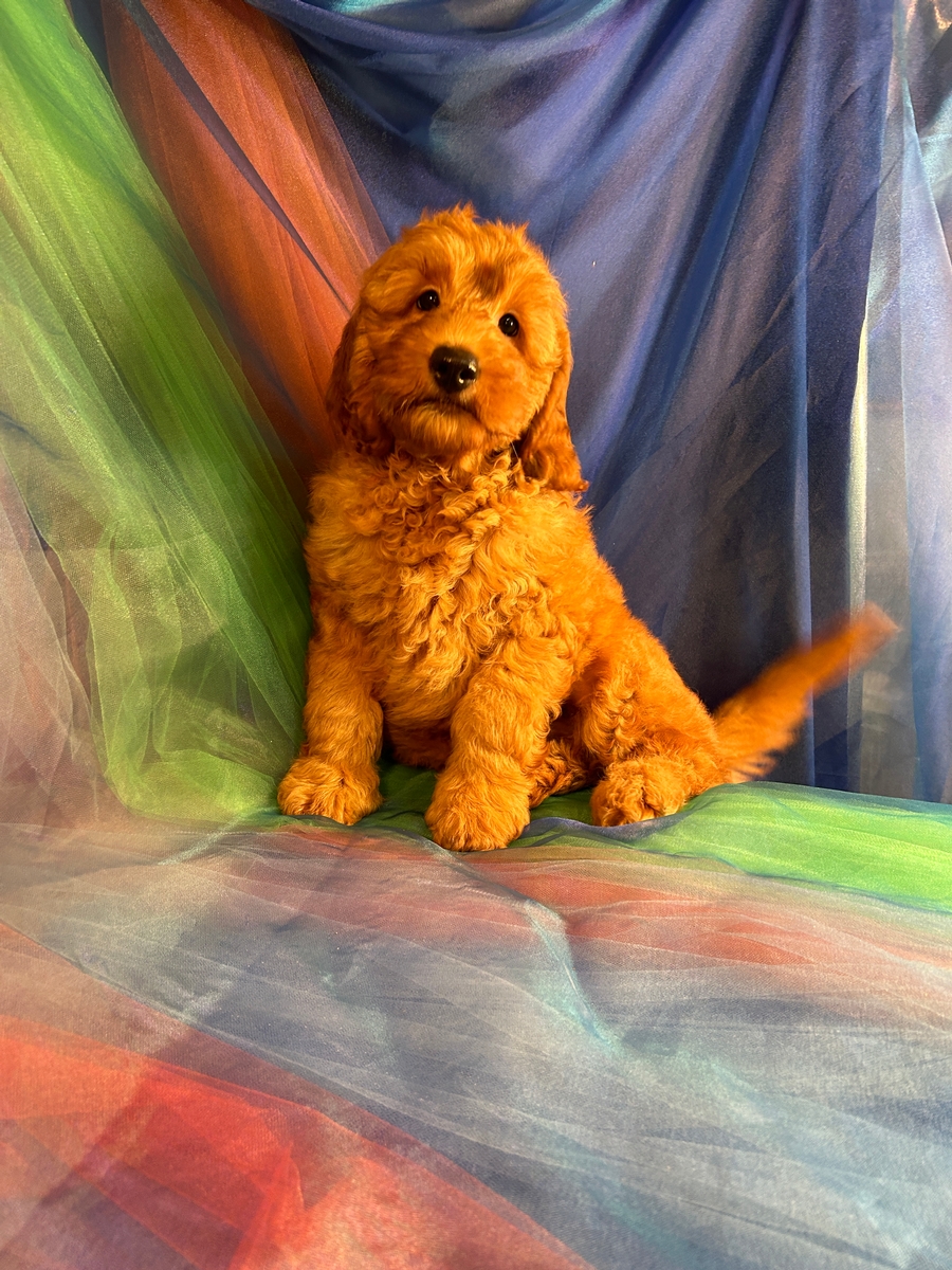 Charming Red Miniature Goldendoodle Puppy for Sale