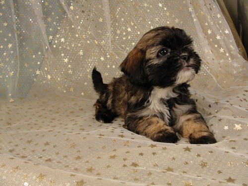 Lachon puppies for sale in Iowa | Breeder sale 2012