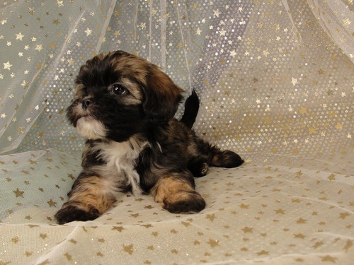 Lachon puppies for sale in Iowa | Breeder sale 2012