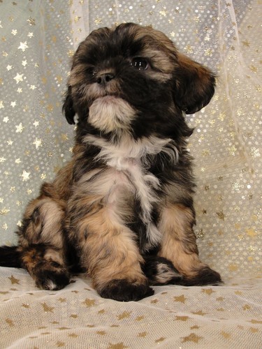 Lachon puppies for sale in Iowa | Breeder sale 2012