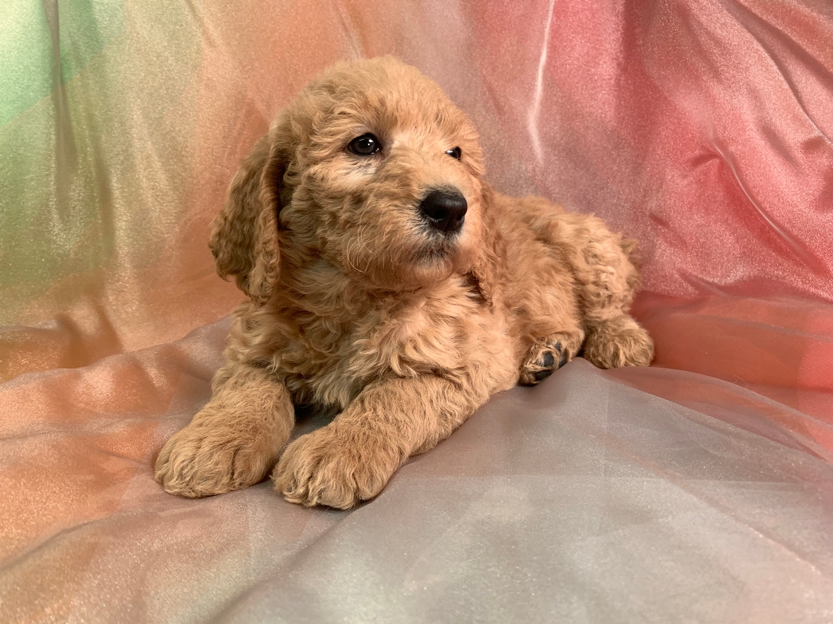 Available-Female, Male, Dark Red Standard Labradoodle Litter, MN, IA, IL
