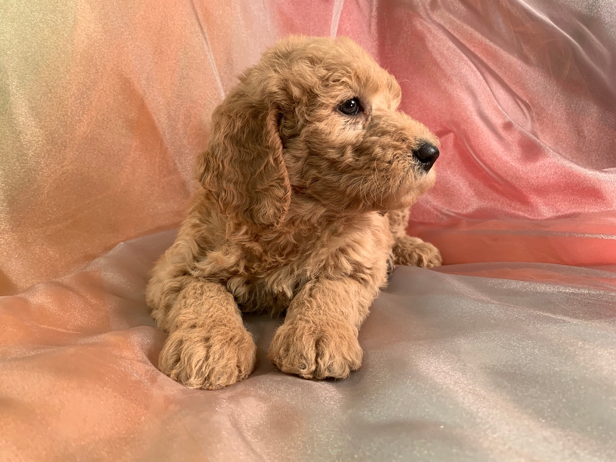 Available-Female, Male, Dark Red Standard Labradoodle Litter, MN, IA, IL