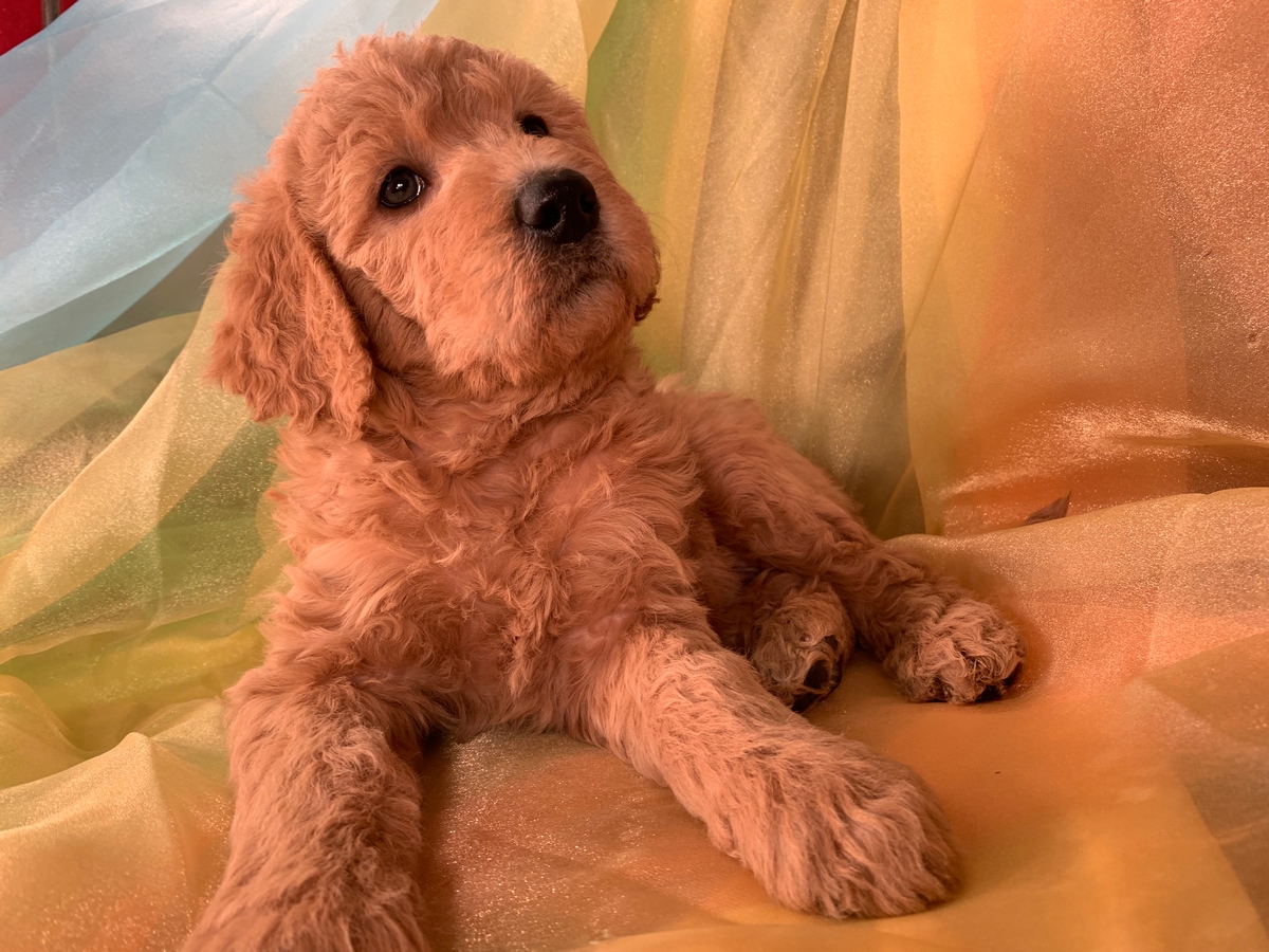 Labradoodles, Breeders, Iowa, Minnesota, Illinois, Dark Red F1b's Available