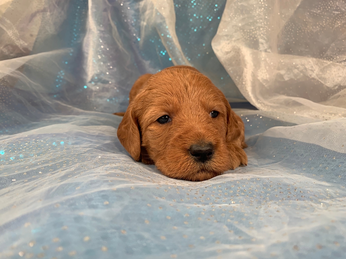 Red Labradoodles for Sale, Iowa Puppies, Standard Poodle Lab Mix