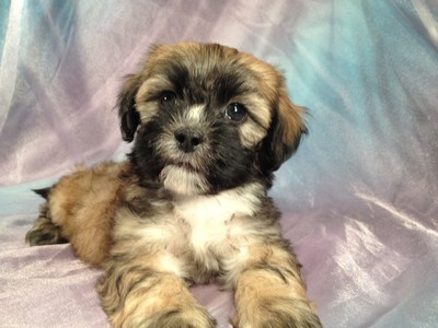 Brown Male Lhasa Bichon Puppy for Sale/Iowa Breeder/Shipping 150