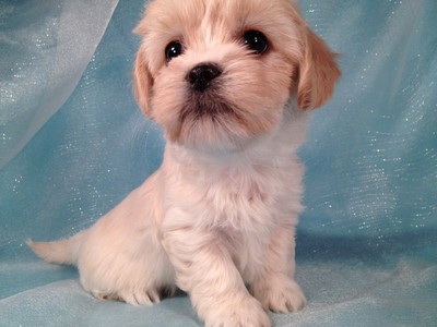 Female Lhasa Bichon Puppy for sale