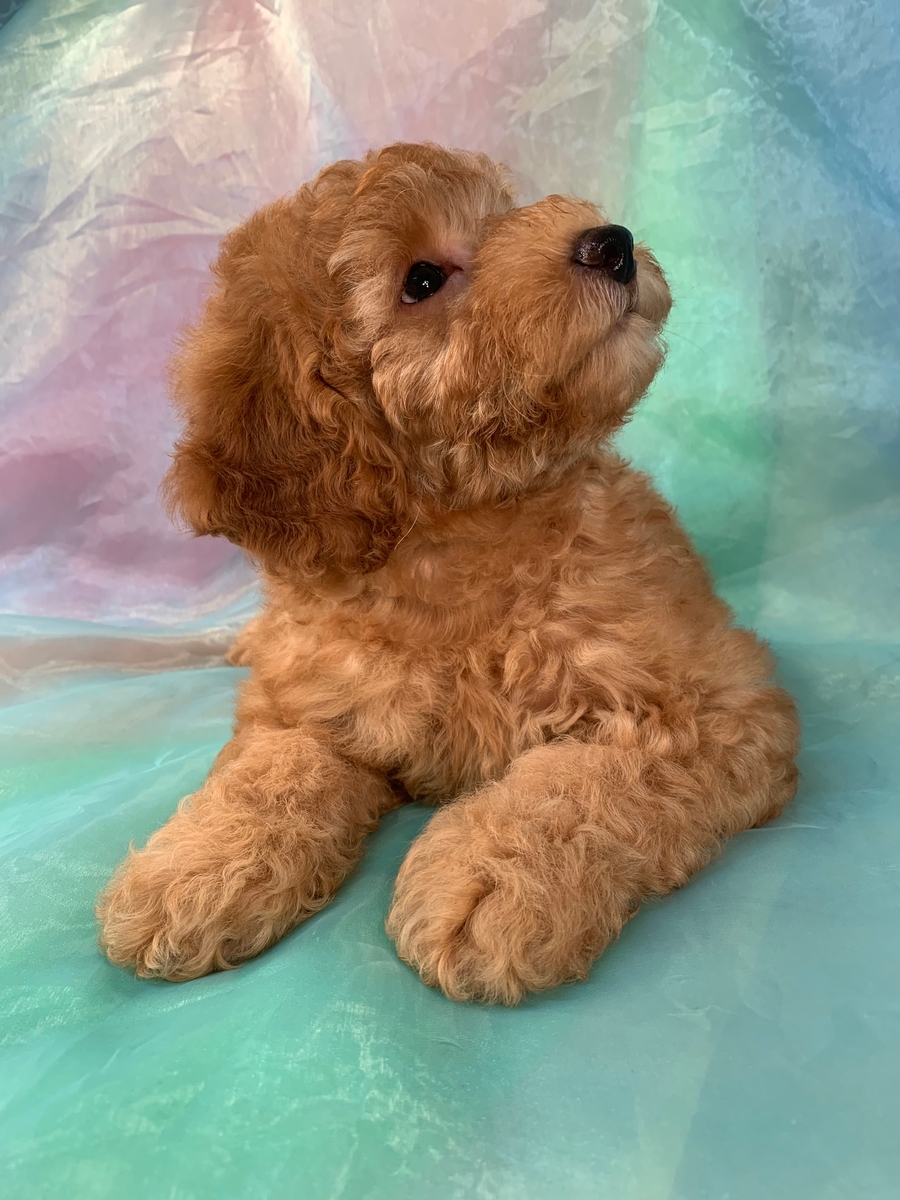 Iowa's Top Miniature Goldendoodle Breeder Has Puppies Available Now!