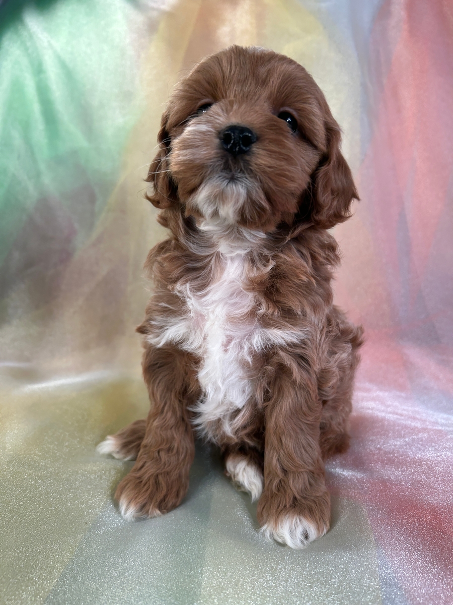 Cockapoo Puppy for Sale, Iowa Breeder, Red, White Markings