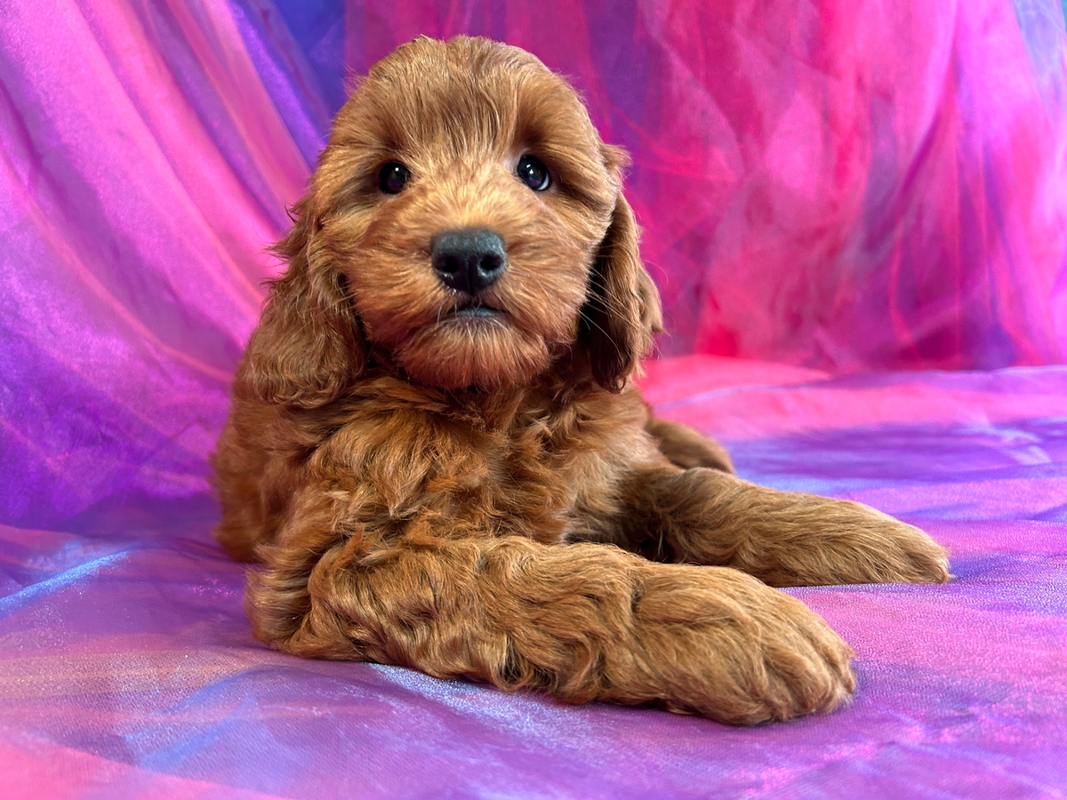 Iowa and Minnesota Breeders, Dark Red Miniature Bernedoodles fpr Sale