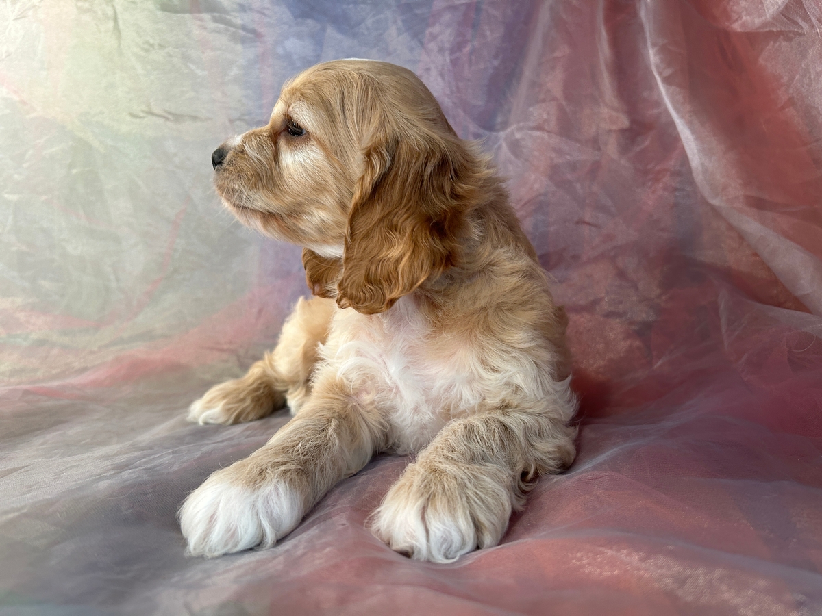 Buff American Cockapoo Puppies with White Markings for Sale