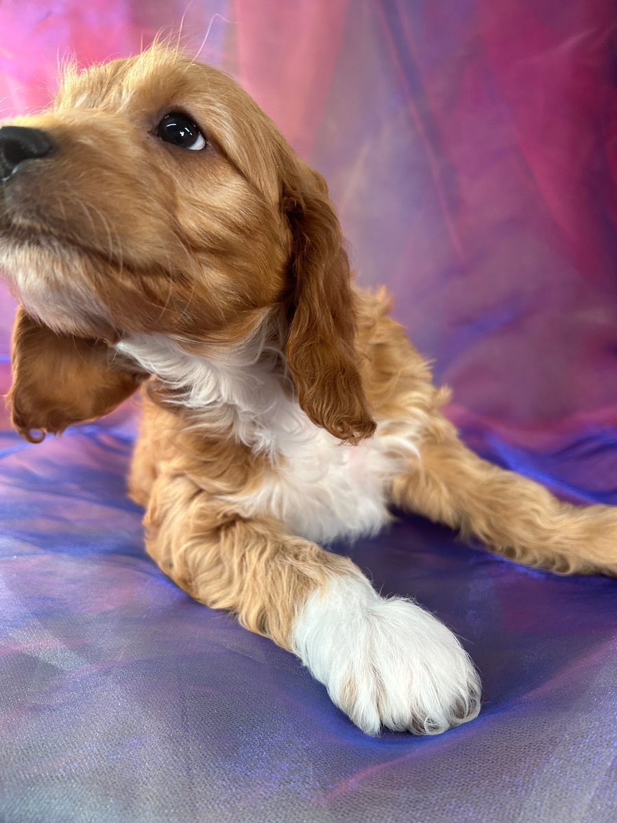 Professional Cockapoo Breeder, Puppies Ready Now! Iowa and Minnesota!