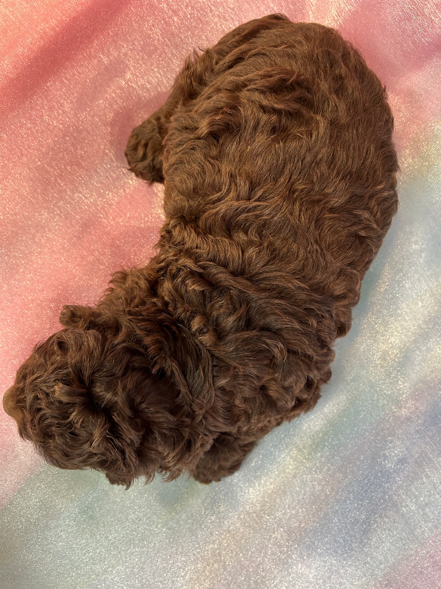 Iowa and Minnesota, Chocolate Cockapoos for Sale