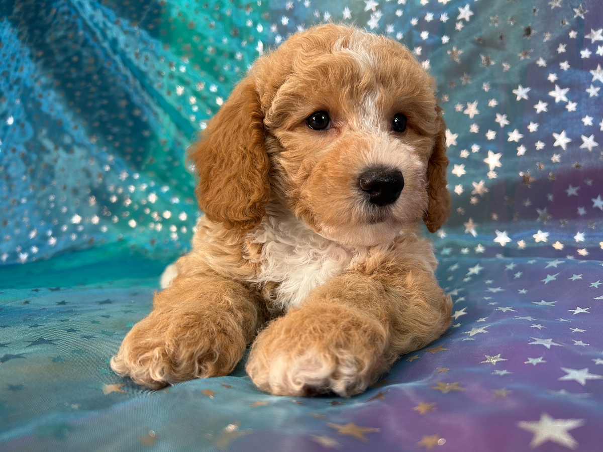 Bichon Poodles Puppies for Sale | Bichon Poodle Breeder in Iowa