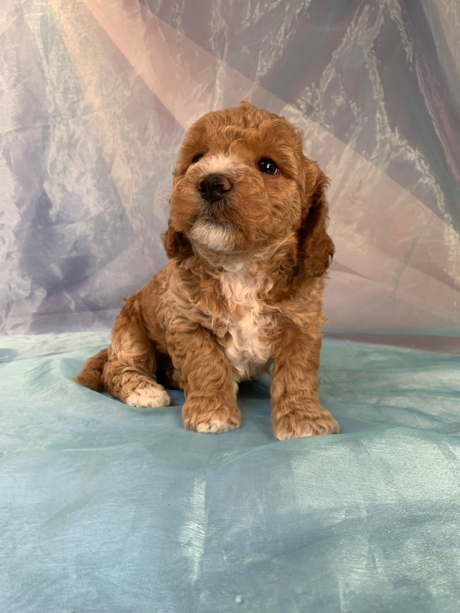 Professional Iowa Breeders, Bichon Poodles for Sale, Ready Now!