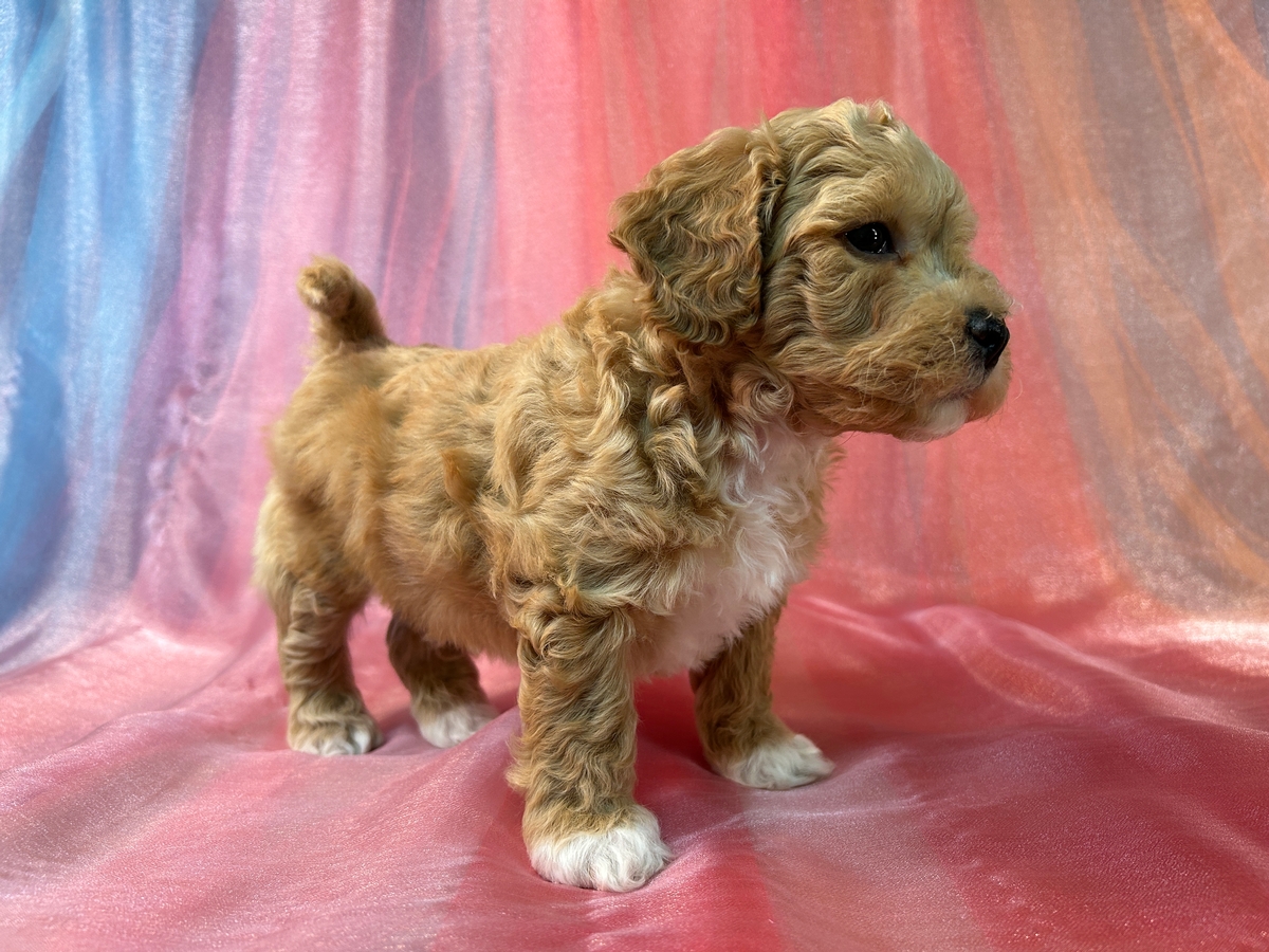 Bichon Poo Breeder, Iowa and Minnesota, Puppies Ready Now!