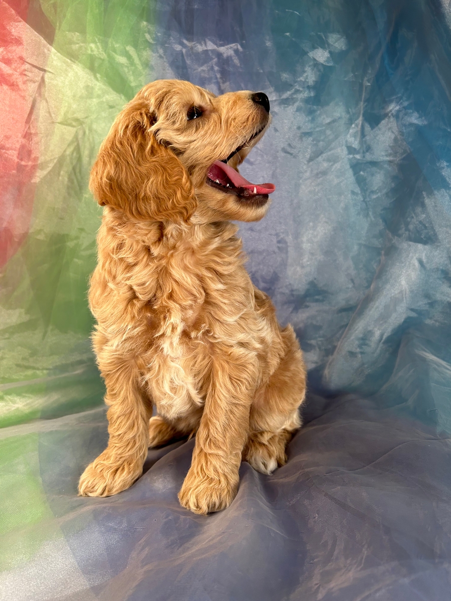 Bichon Poodle Puppies for Sale, Iowa
