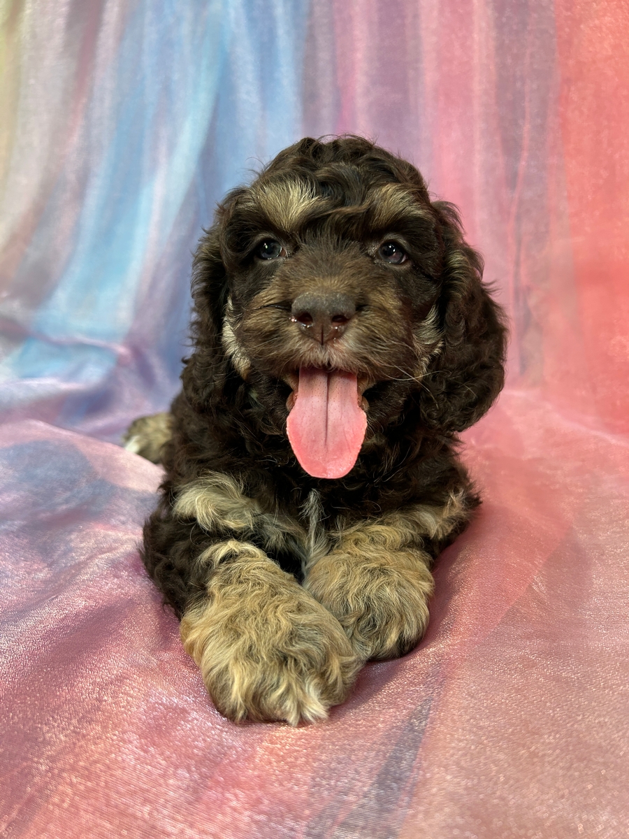 Cockapoo Puppies for Sale | Cockapoo Breeder in Iowa