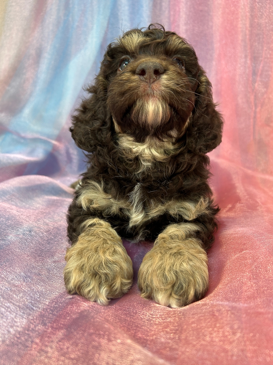 Dark Chocolate and Tan F1 Cockapoo for Sale, Iowa
