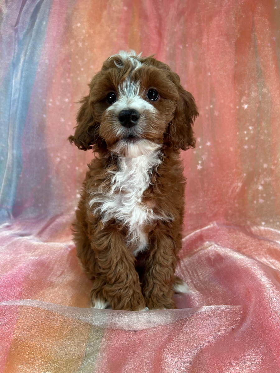 Cockapoo Puppies for Sale | Cockapoo Breeder in Iowa