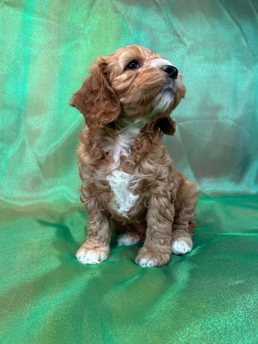 Cockapoo Puppies for Sale | Cockapoo Breeder in Iowa