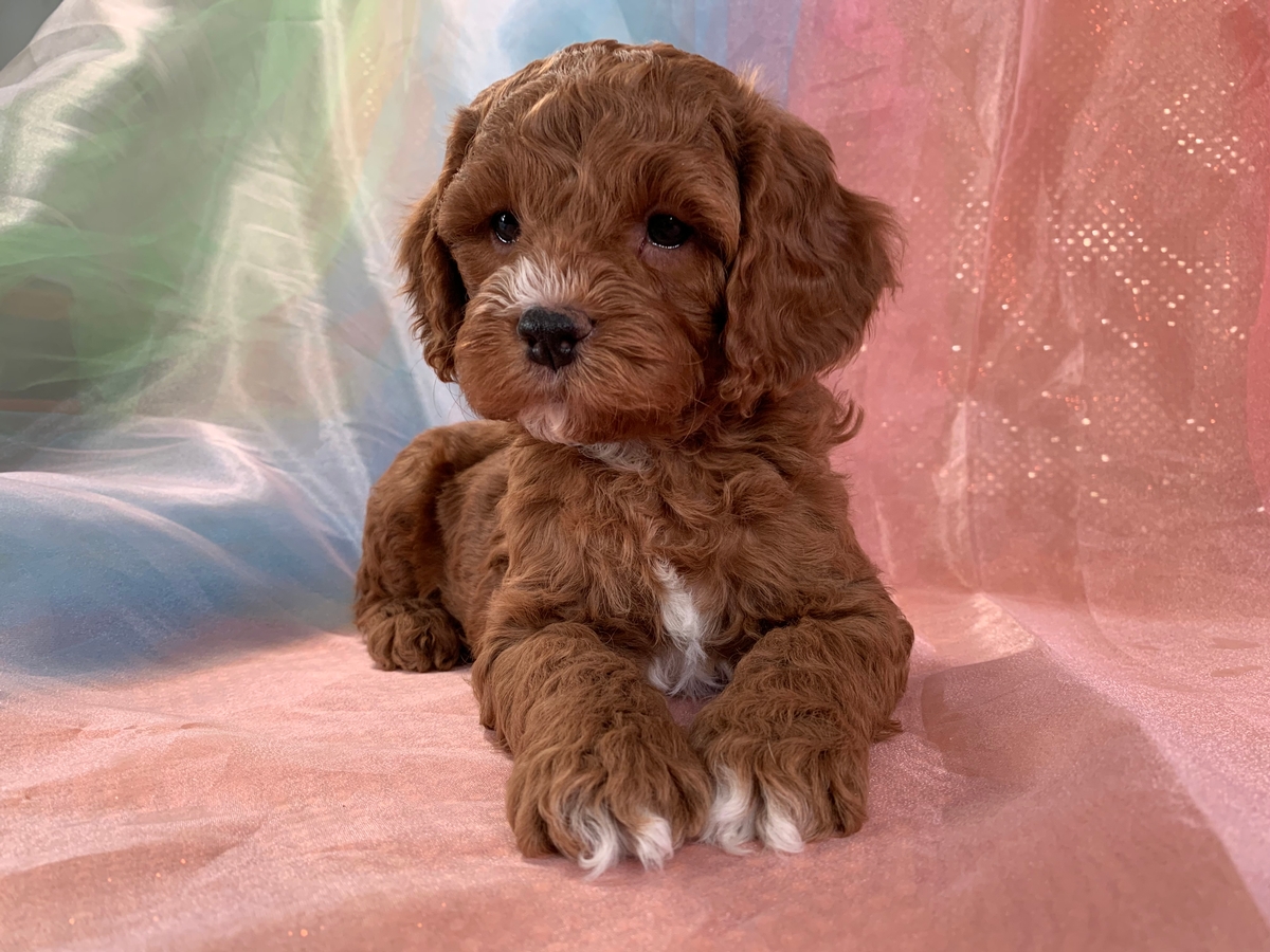 Iowa's Best Professional Cockapoo Breeders, Cockapoos Available!