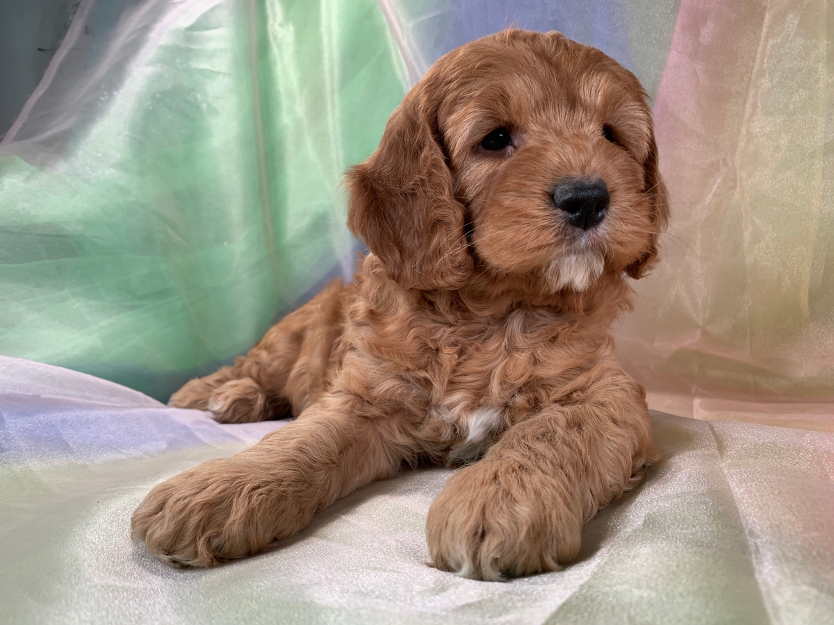 Dark Buff Cockapoos for Sale, Iowa Puppies for Sale, $1200
