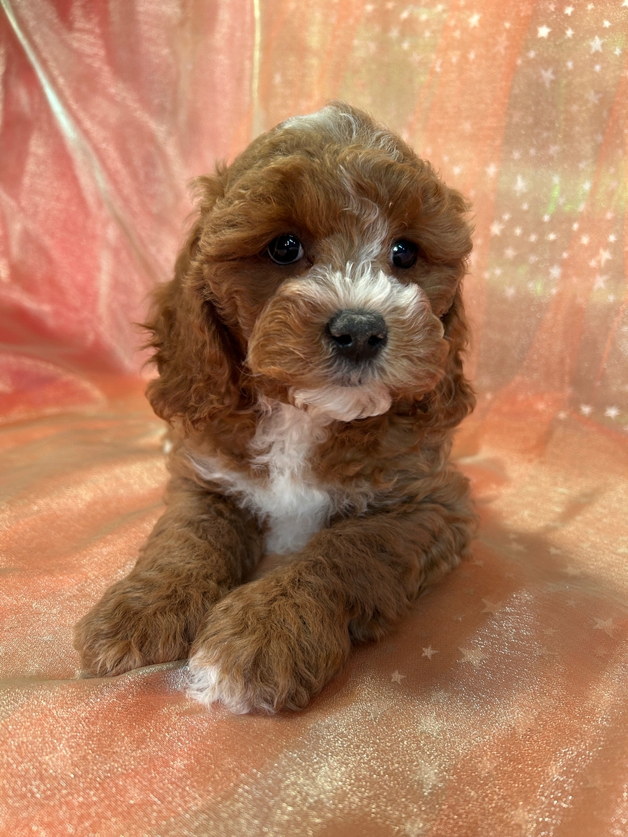 Bichon Poodles Puppies for Sale | Bichon Poodle Breeder in Iowa