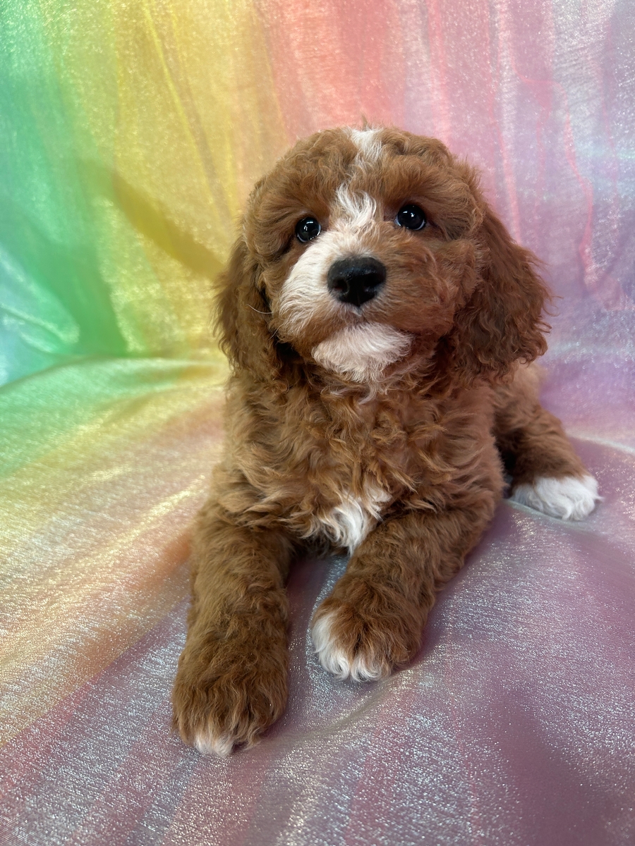 Cockapoo Puppies for Sale | Cockapoo Breeder in Iowa