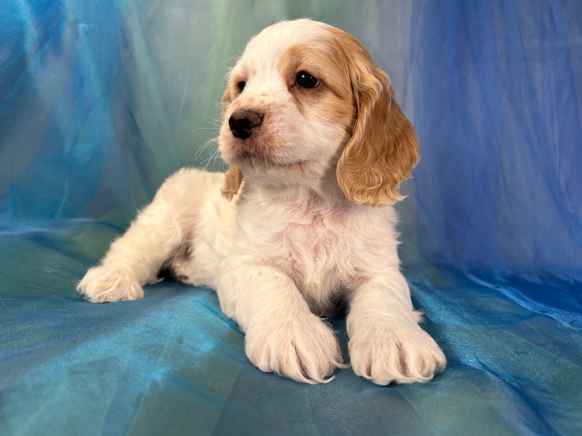Puppies for sale at Purebred Pups