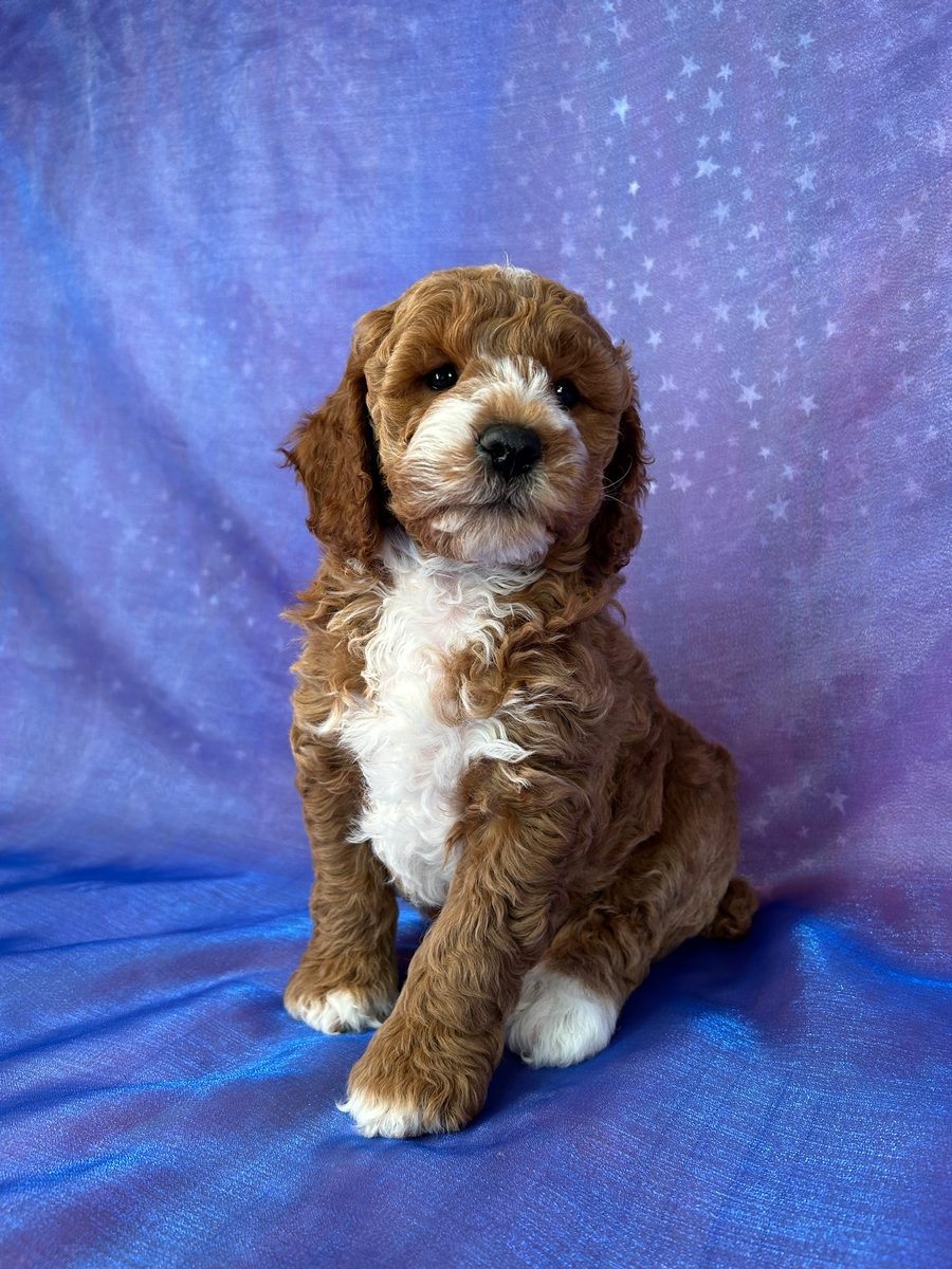 Cockapoo Puppies for Sale | Cockapoo Breeder in Iowa