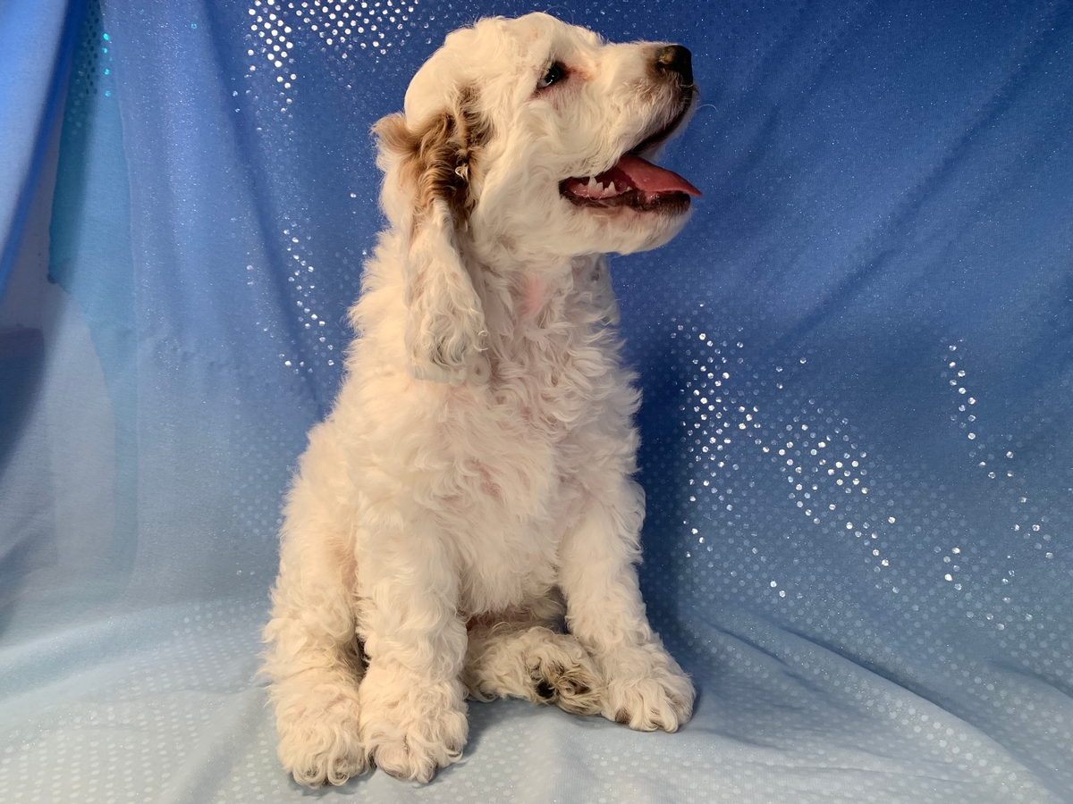 All White Cockapoo Puppy for Sale, $1200, Iowa Puppies Available!