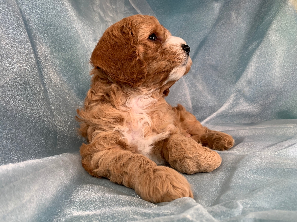 Buff F1 Cockapoo Pups for Sale, Cockapoo Breeders, Iowa, MN, Wisconsin