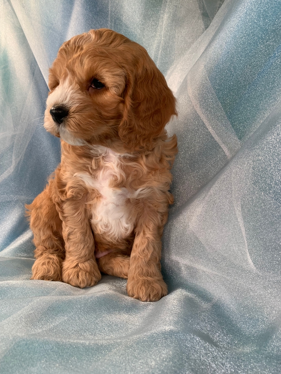 Buff F1 Cockapoo Pups for Sale, Cockapoo Breeders, Iowa, MN, Wisconsin