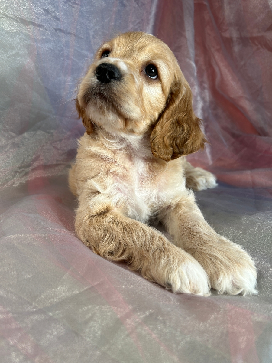Puppies for sale at Purebred Pups
