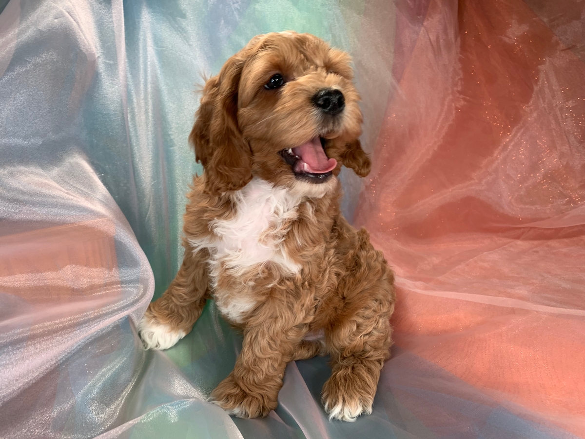 Dark Red Cockapoos with White Markings for Sale, Puppies Available