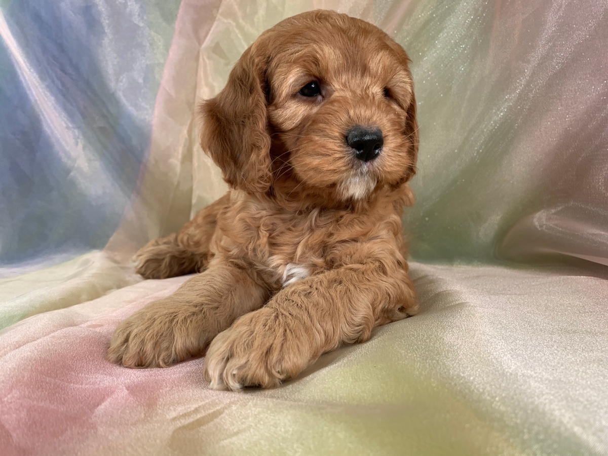 Dark Buff Cockapoos for Sale, Iowa Puppies for Sale, $1200