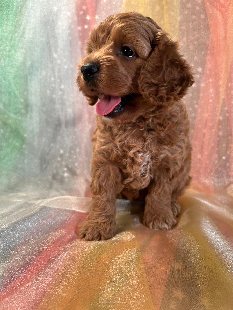 Puppies for sale at Purebred Pups