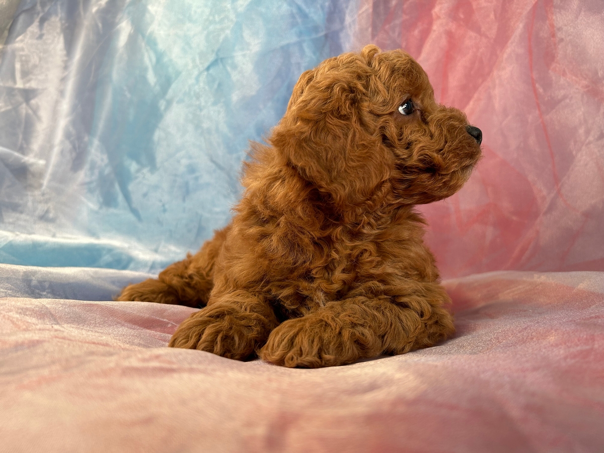 Dark Red Cockapoos for Sale, Iowa's Top Cockapoo Breeder!